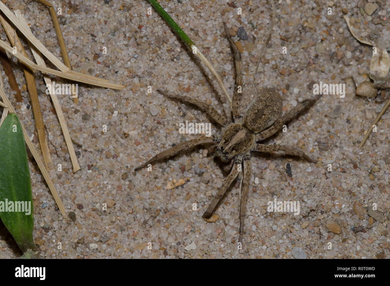 Wolf Spider, Family Lycosidae Stock Photo - Alamy