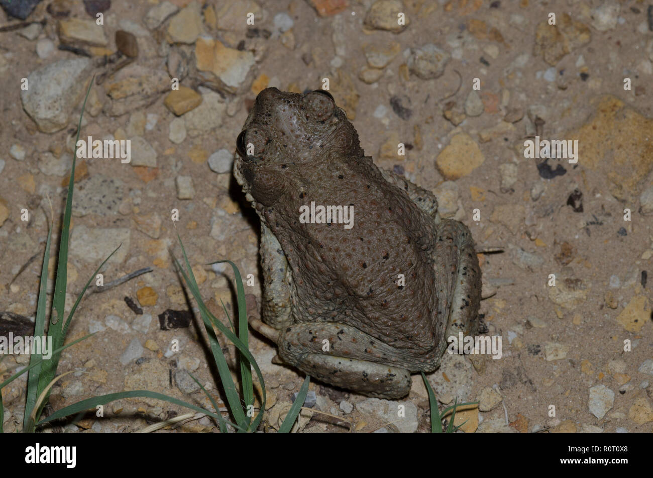 Red-spotted Toad, Bufo punctatus Stock Photo - Alamy