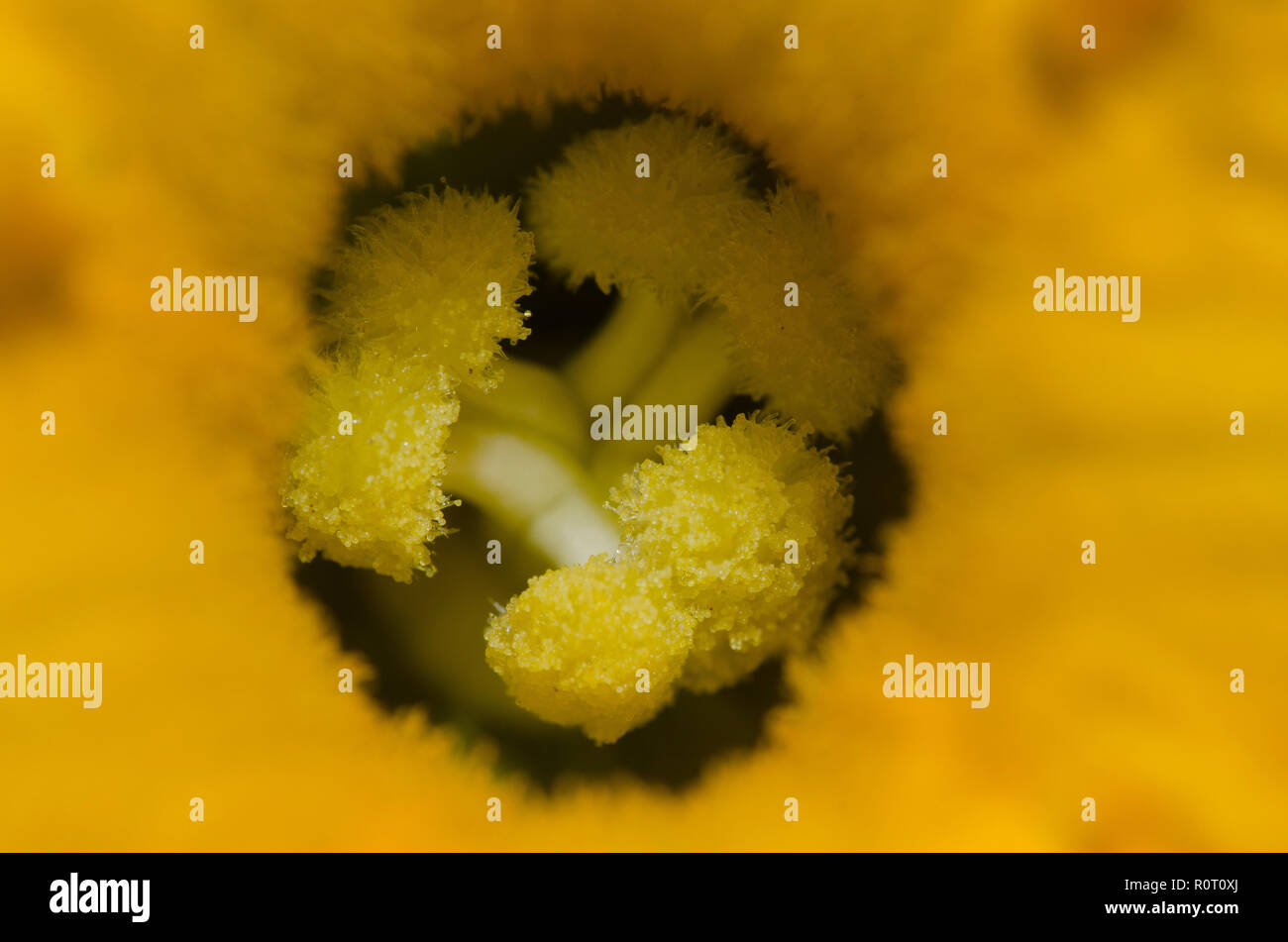 Coyote gourd cucurbita foetidissima hi-res stock photography and images ...