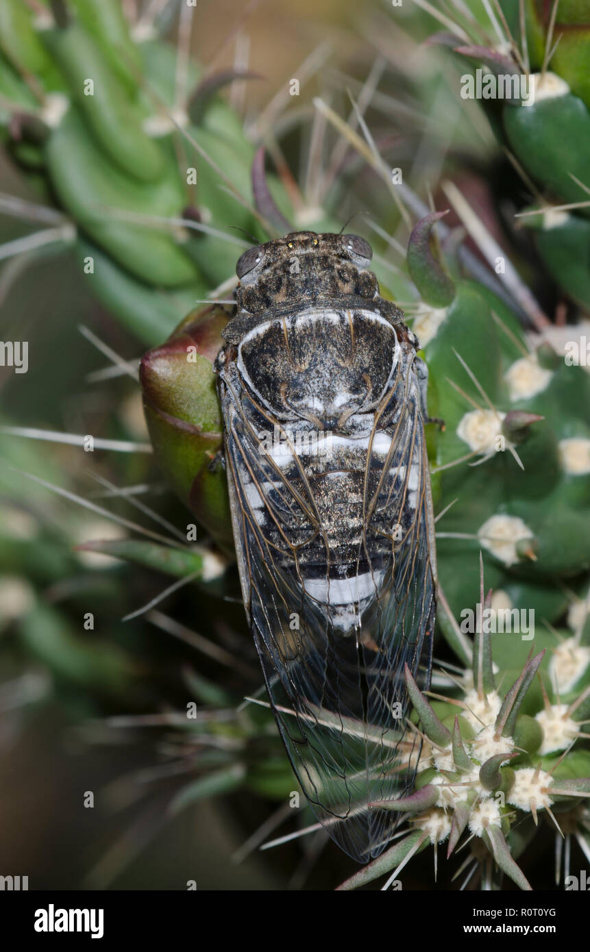 Cacama valvata hi-res stock photography and images - Alamy