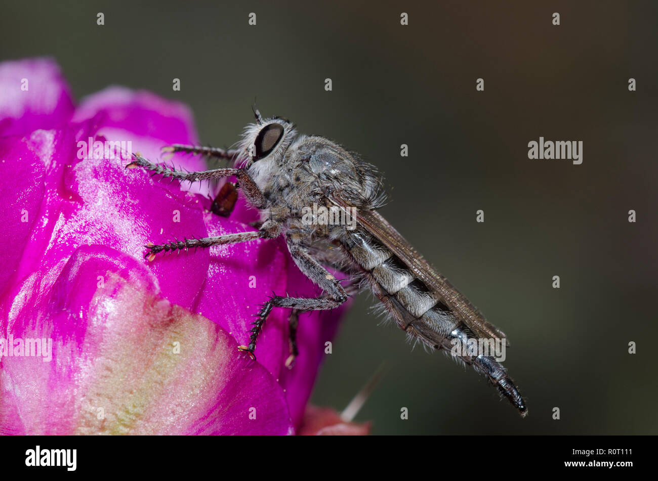Giant Robber Fly, Promachus sp., with prey on cholla, Cylindropuntia ...