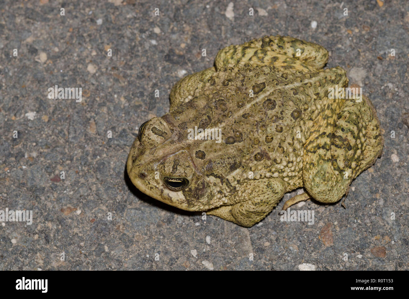 Woodhouse's Toad, Anaxyrus americanus Stock Photo - Alamy