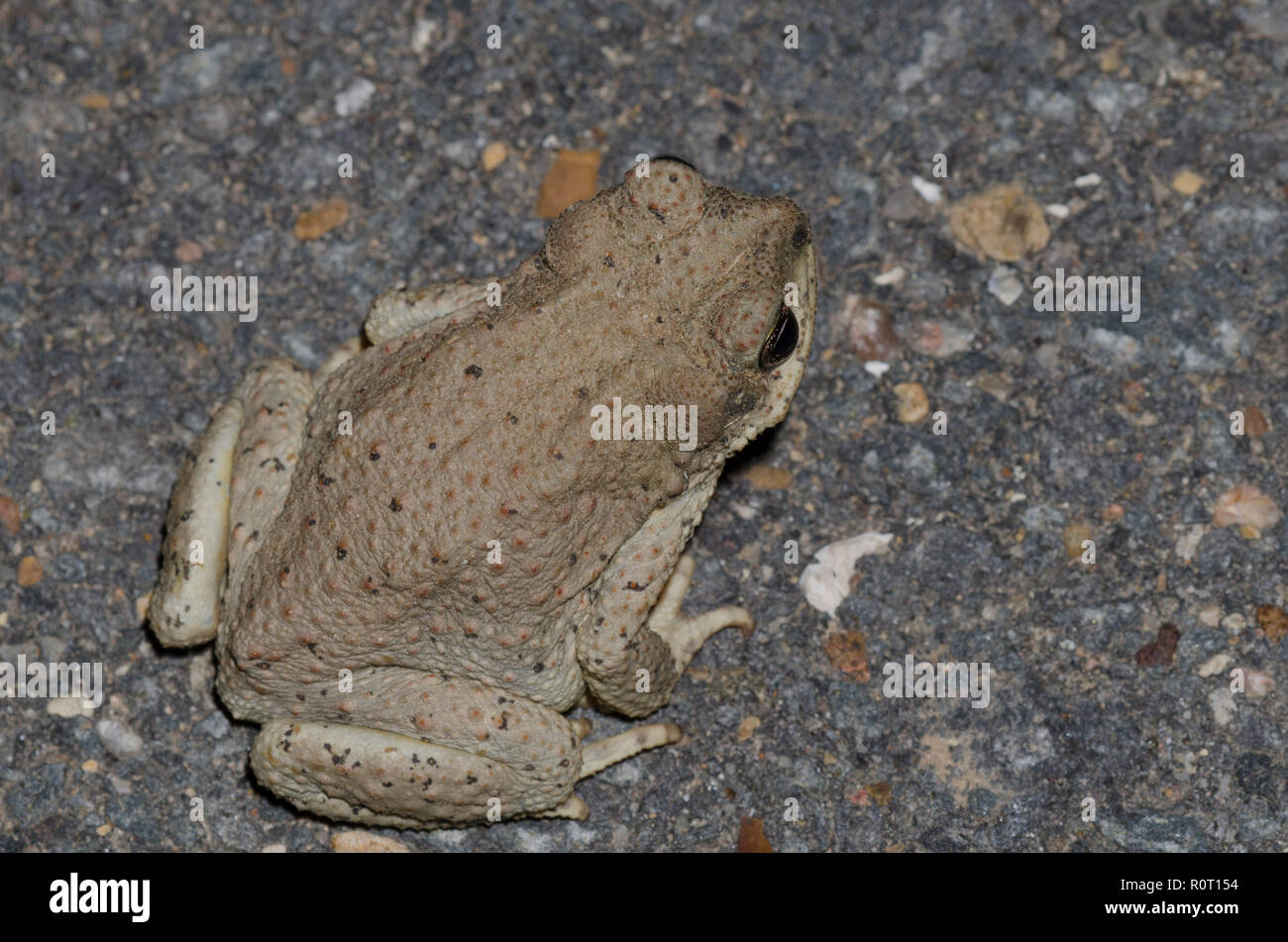 Red-spotted Toad, Anaxyrus punctatus Stock Photo - Alamy