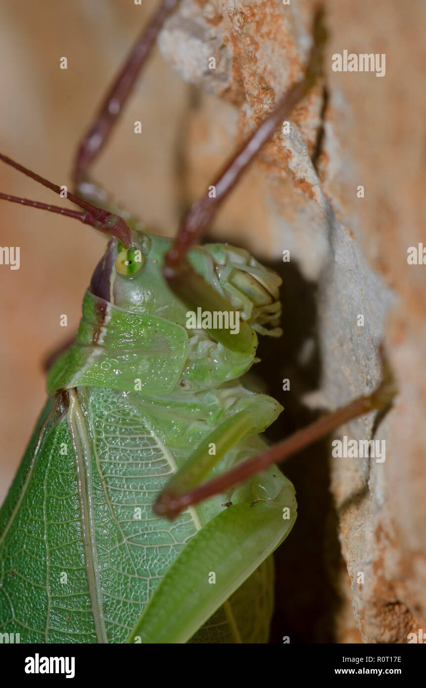 Common True Katydid, Pterophylla camellifolia Stock Photo - Alamy