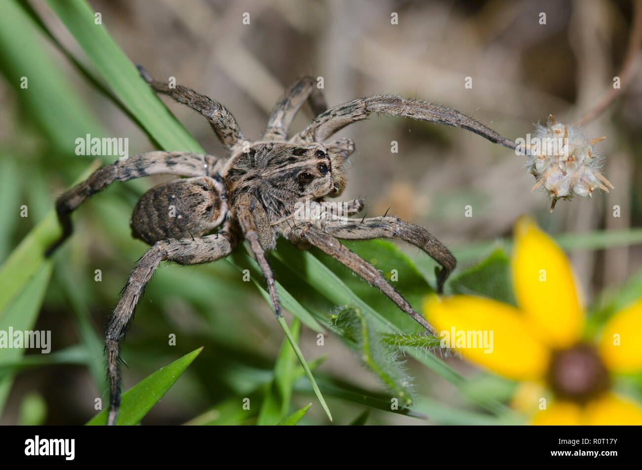 Hogna antelucana hi-res stock photography and images - Alamy