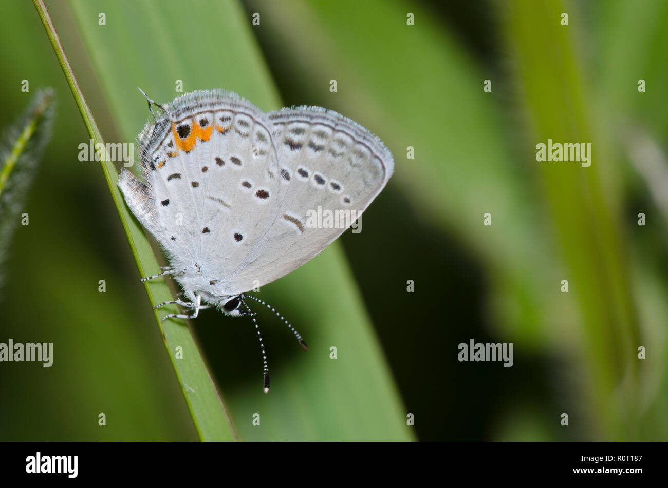 Eastern Tailed-Blue, Cupido comyntas, female Stock Photo - Alamy