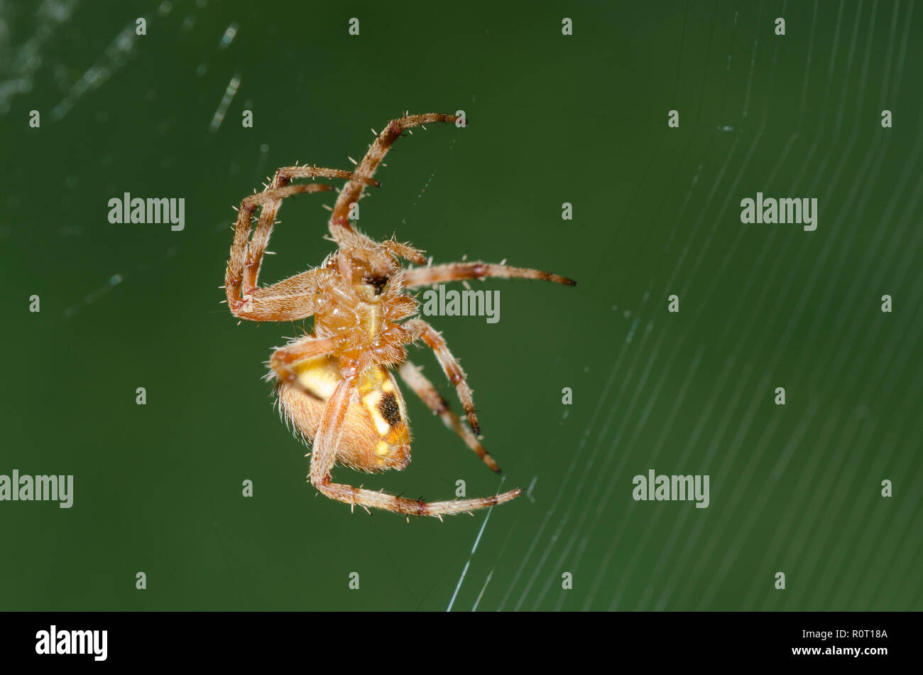 Spotted Orb Weaver, Neoscona sp., web building Stock Photo - Alamy