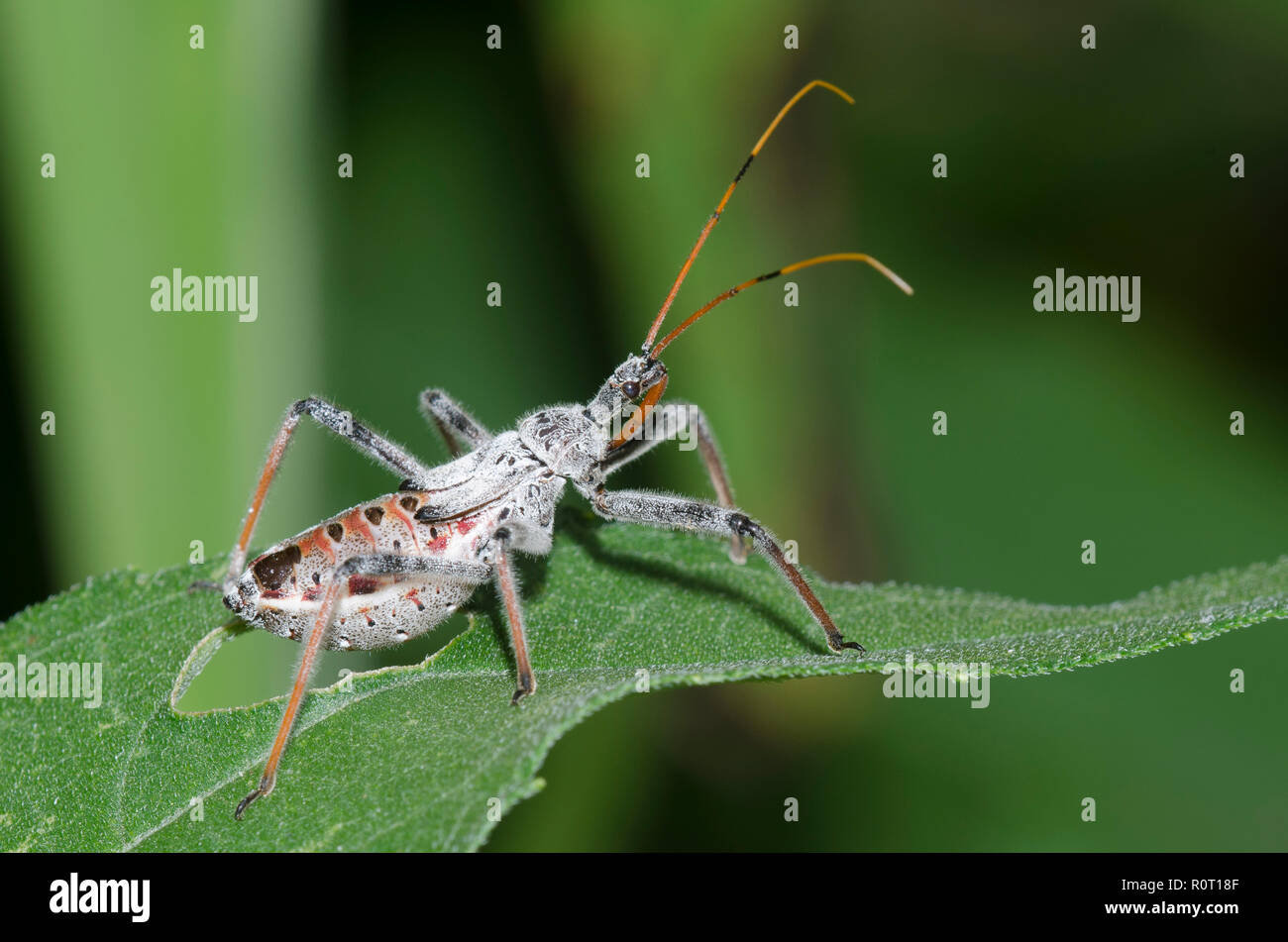 Wheel Bug, Arilus cristatus, nymph Stock Photo - Alamy