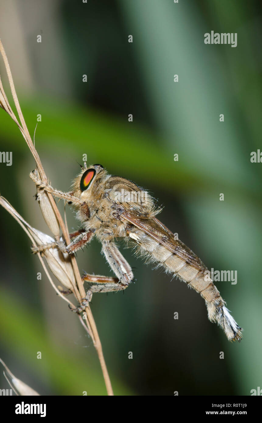 Giant Robber Fly, Promachus fitchii, male Stock Photo - Alamy