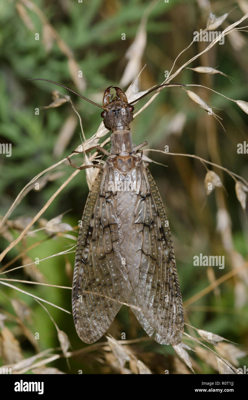 Subfamily corydalinae hi-res stock photography and images - Alamy