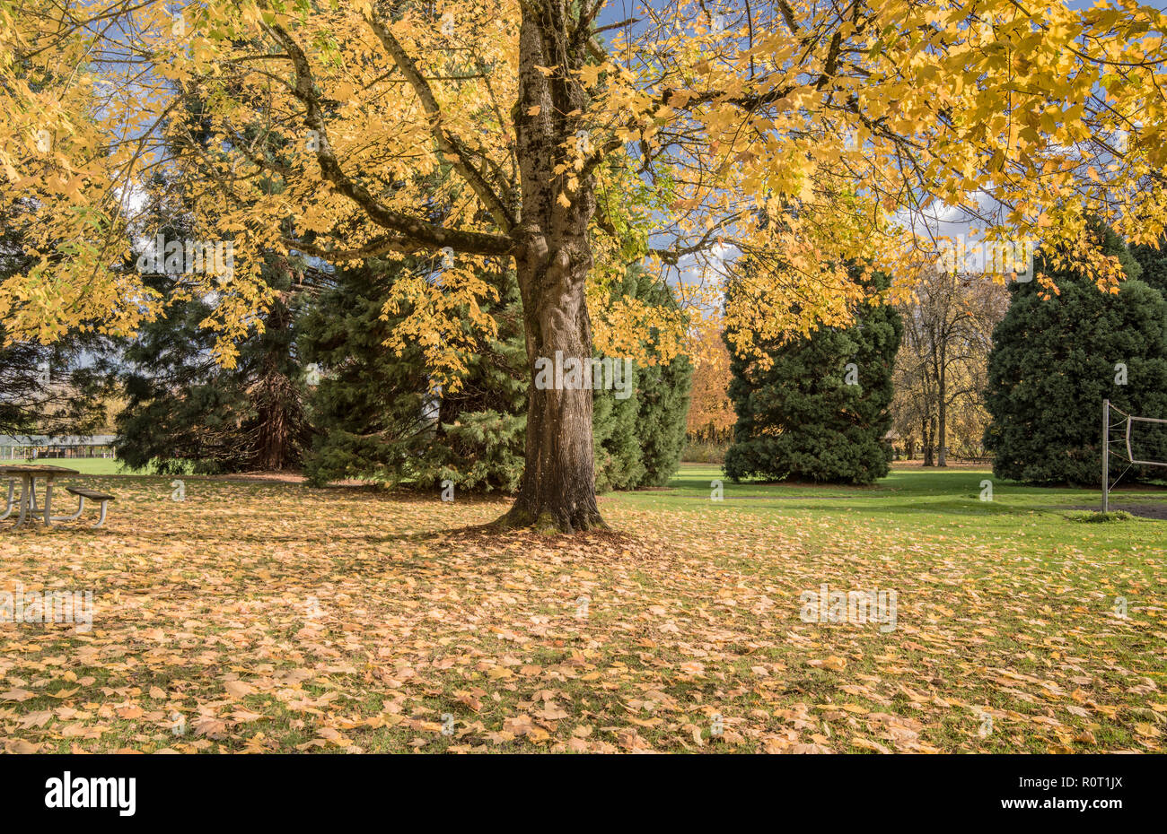 Golden tree in a public park Oregon state Stock Photo - Alamy