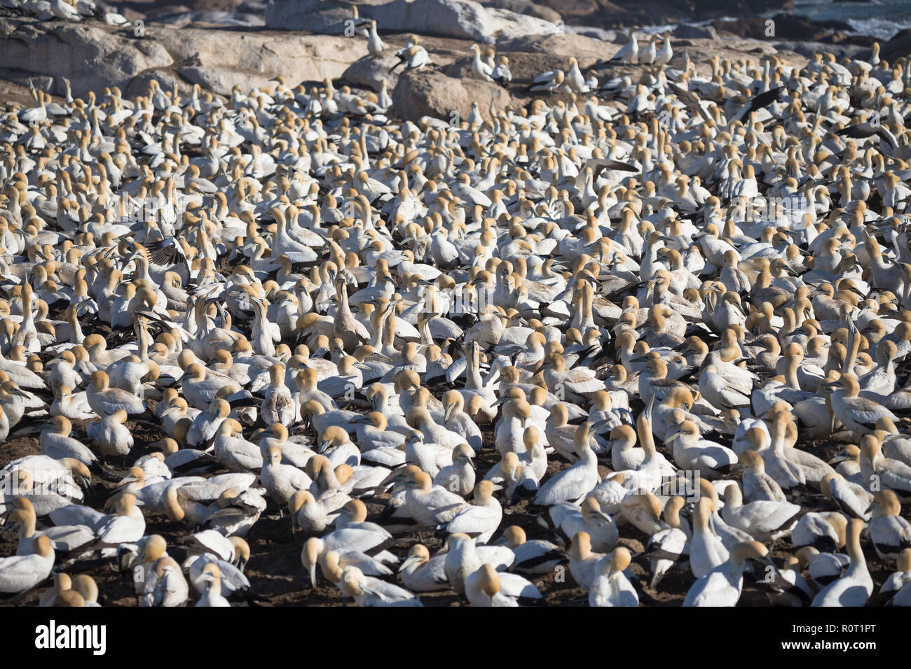 Cape Gannet (Morus capensis) colony at Bird Island in Lamberts Bay ...