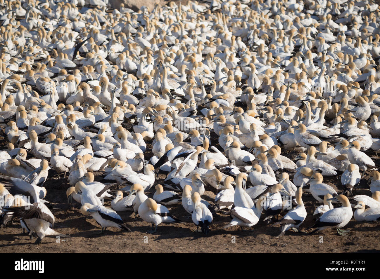Cape Gannet (Morus capensis)bird colony Bird Island Lamberts Bay South ...