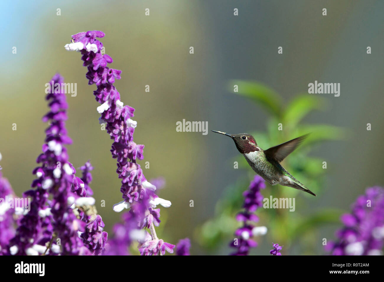 One ruby throated hummingbird in flight hovering in purple Mexican Sage ...
