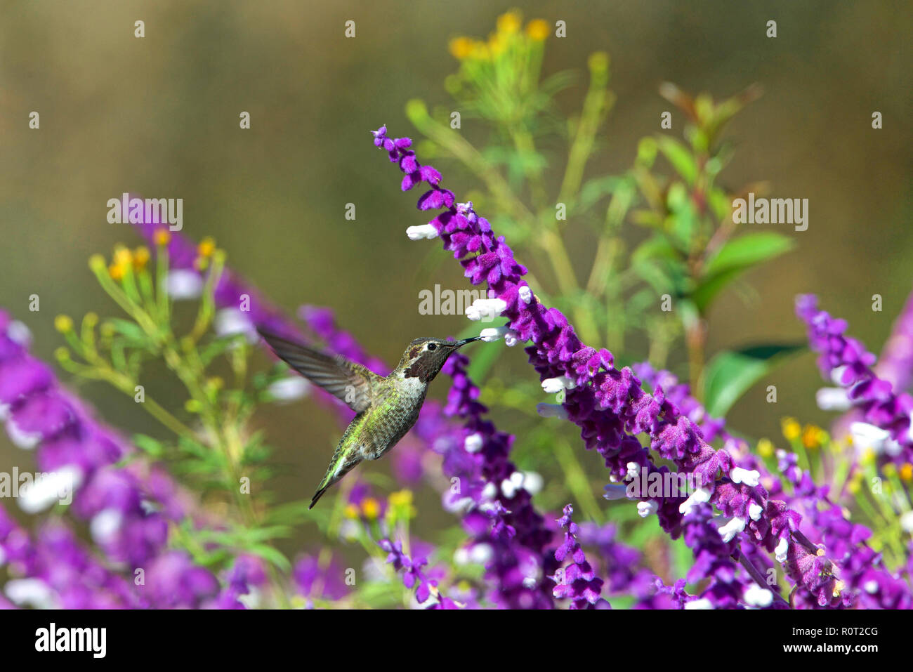 One ruby throated hummingbird in flight hovering in purple Mexican Sage ...