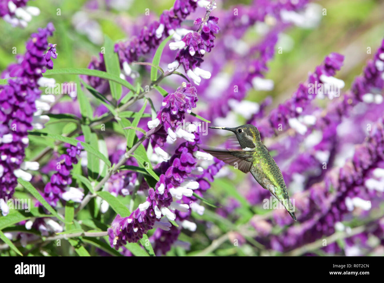 One ruby throated hummingbird in flight hovering in purple Mexican Sage ...