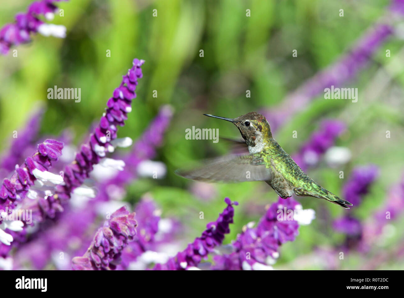 One ruby throated hummingbird in flight hovering in purple Mexican Sage ...