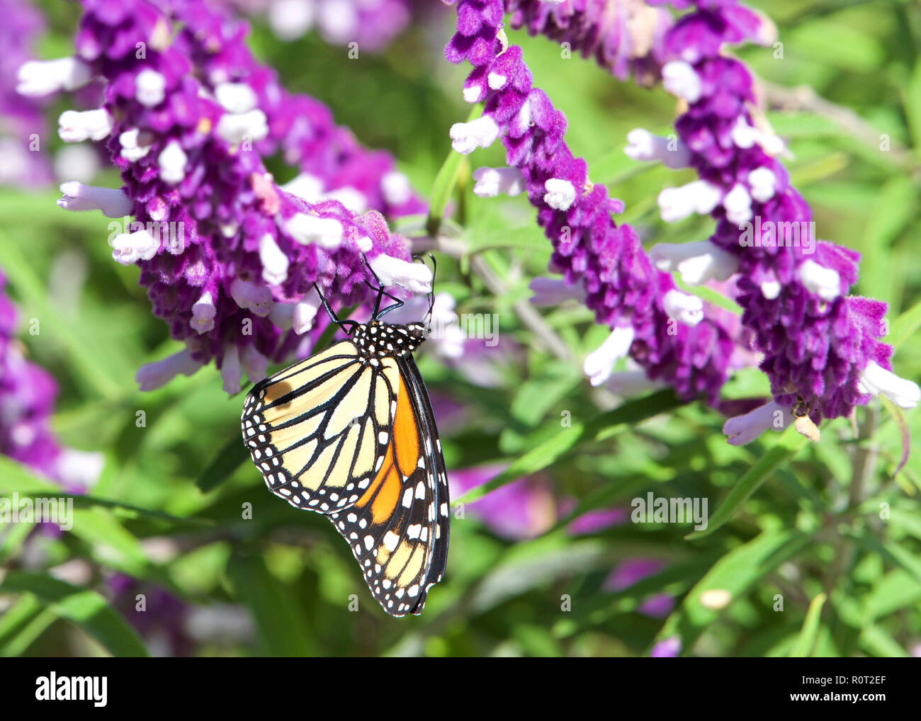 Purple monarch hi-res stock photography and images - Alamy