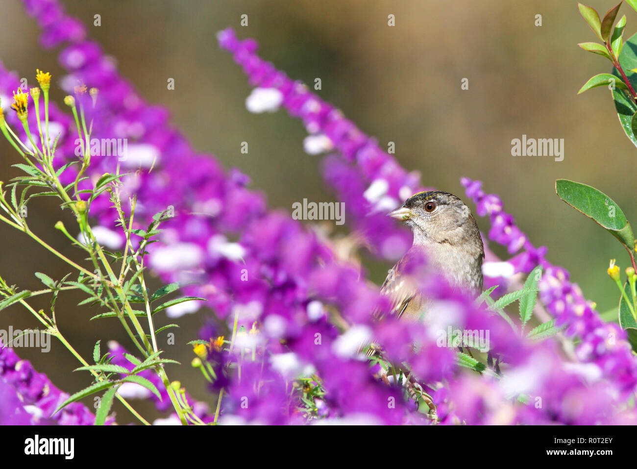 Gray warbler finch hi-res stock photography and images - Alamy