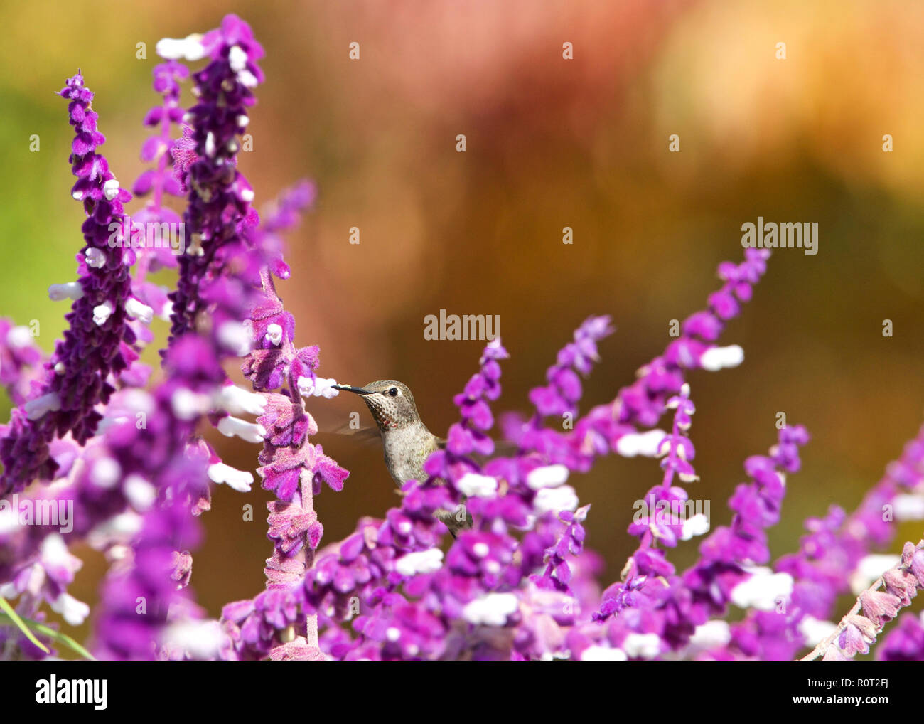 one female Annas Hummingbird drinking nectar from purple Mexican Sage ...