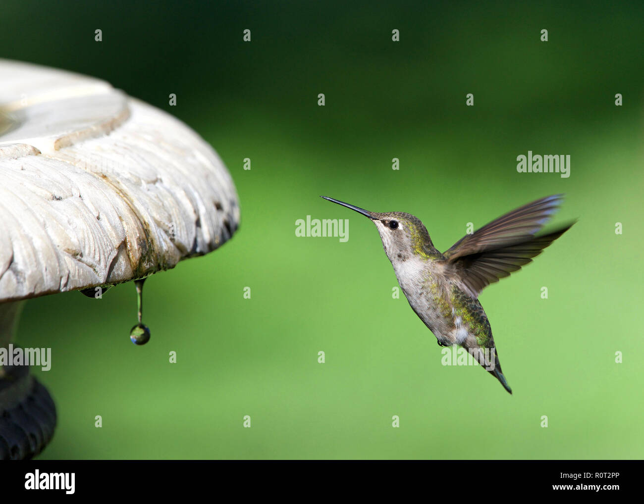 Close up on one Anna's Hummingbird hovering near a bird bath, water ...