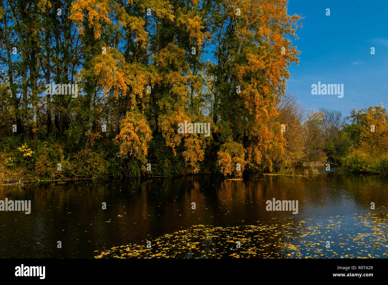 falling yellow leaves on the dark water by the river Stock Photo - Alamy