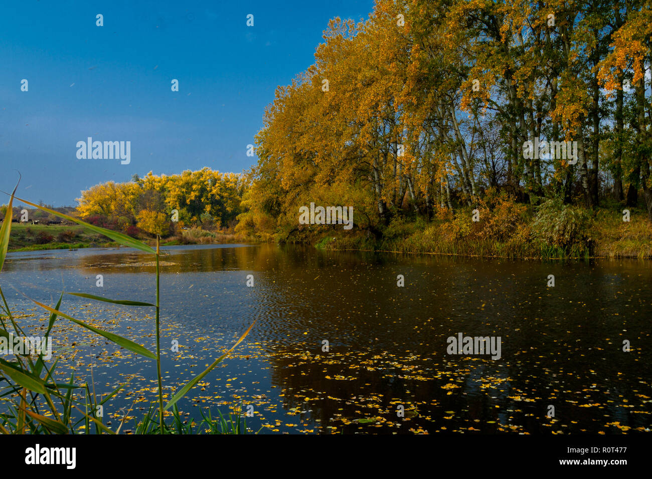falling yellow leaves on the dark water by the river Stock Photo - Alamy