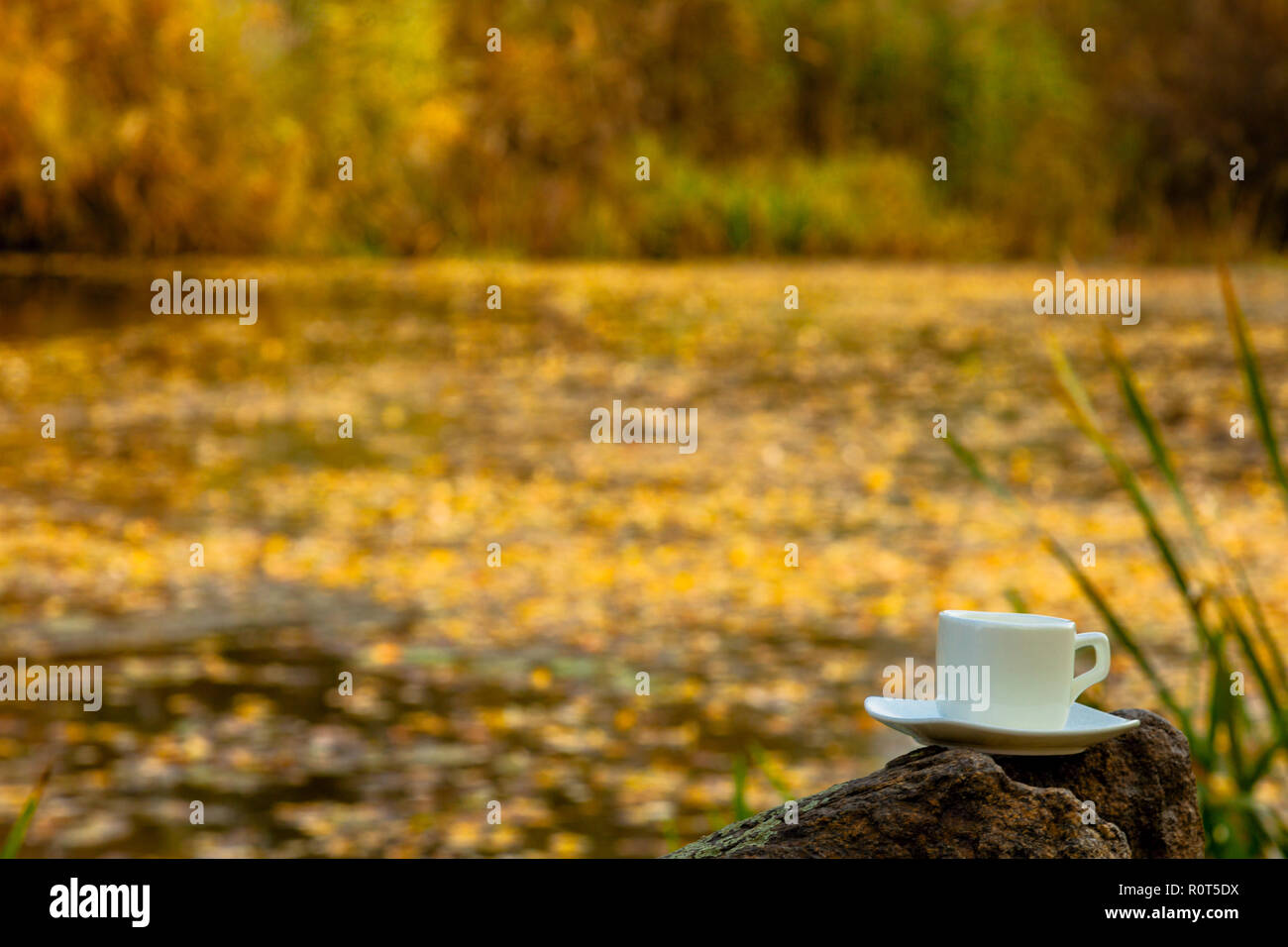Yellow leaves on dark hi-res stock photography and images - Alamy