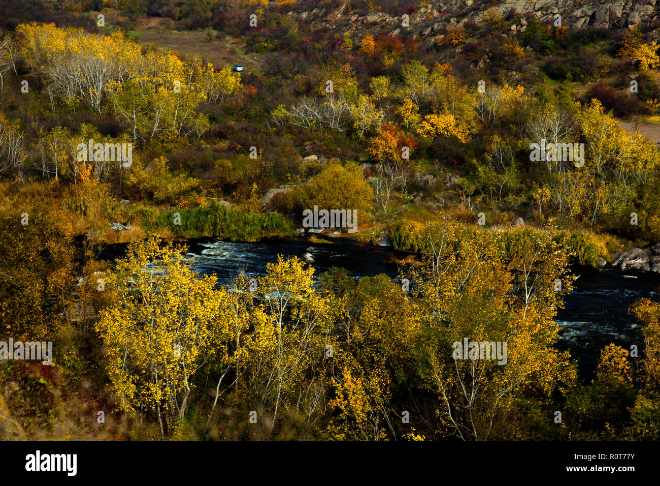 bright yellow trees sunny day panorama on the river bank golden autumn ...