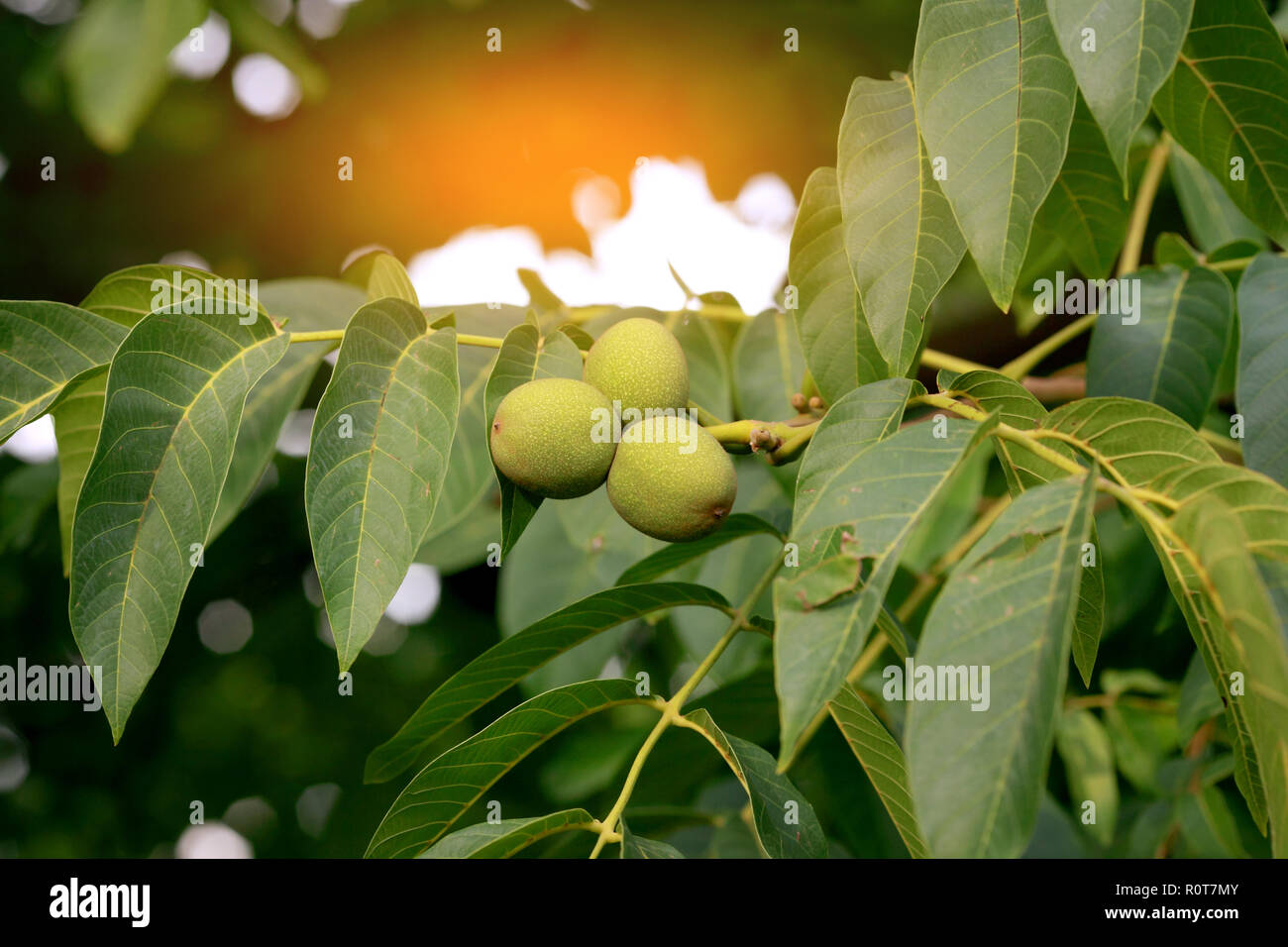 Pecan tree growing hi-res stock photography and images - Alamy