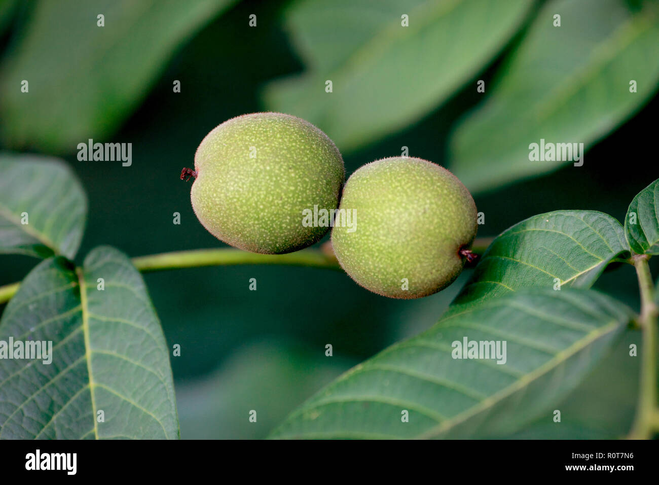 young green greek nuts grow on a tree with leaves Stock Photo - Alamy