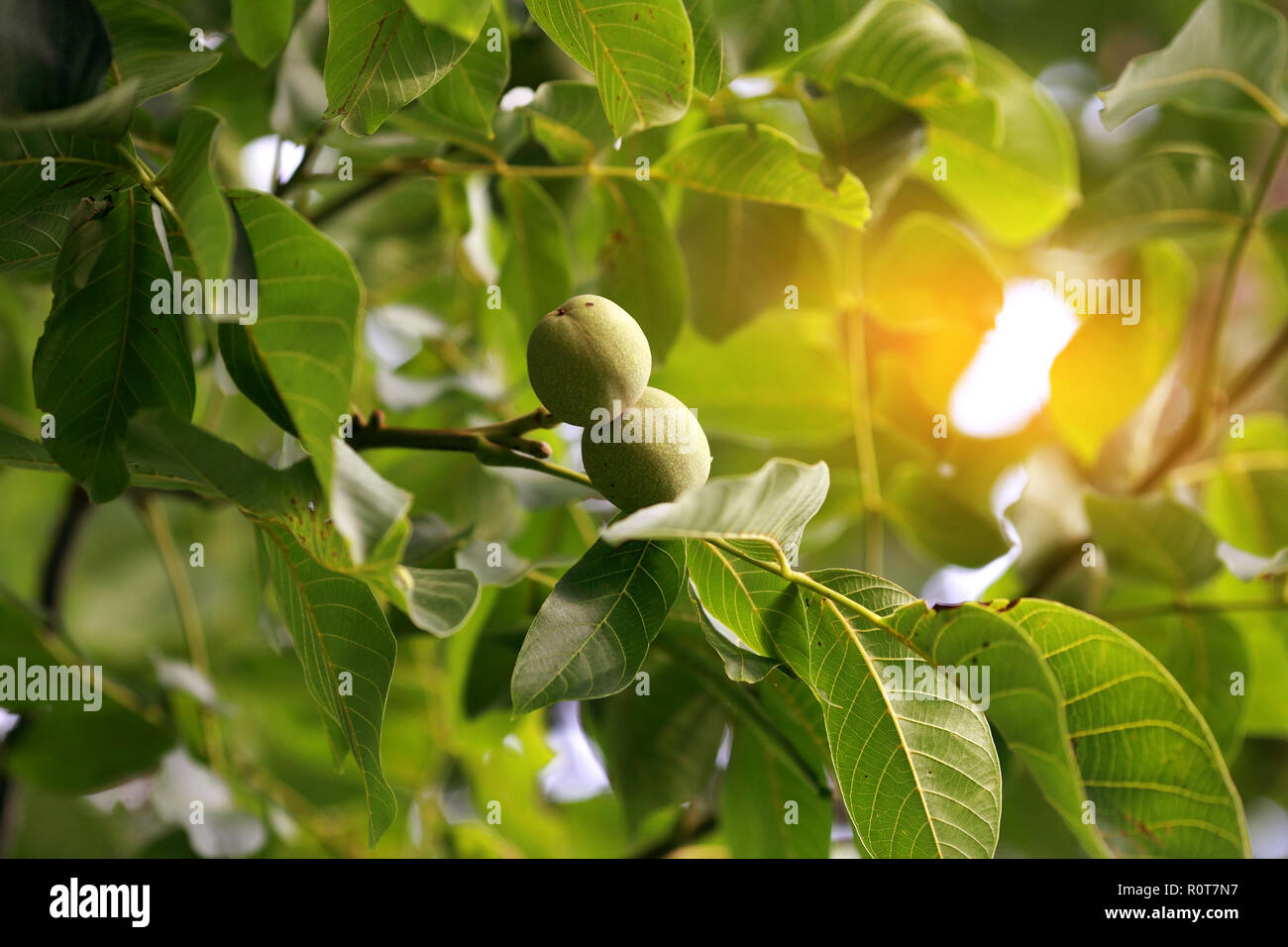young green greek nuts grow on a tree with solar reflections Stock ...