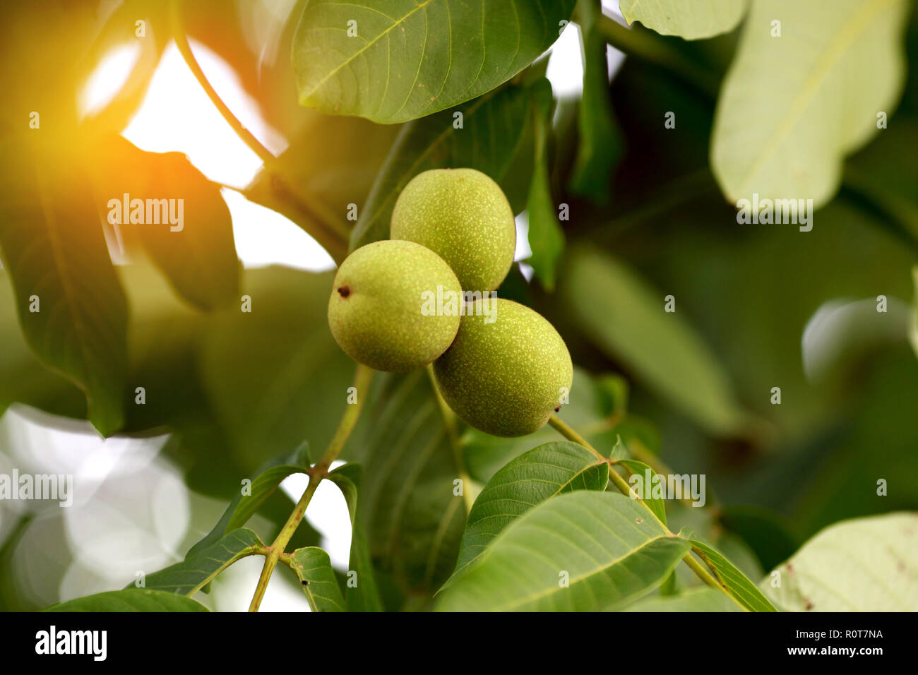 Greek walnut fresh on a tree Stock Photo - Alamy