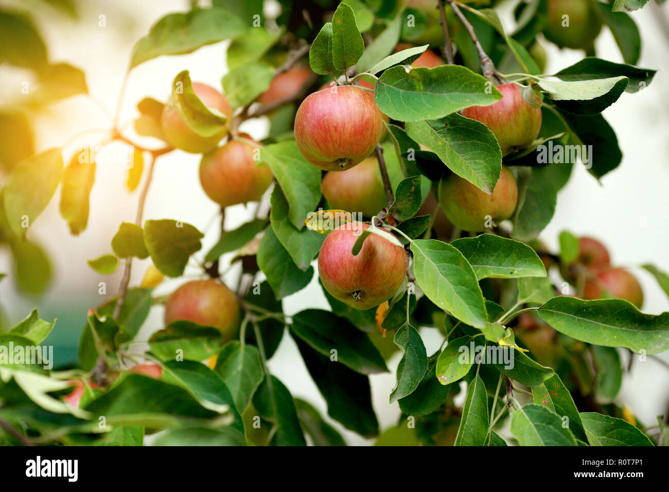 Red apples on apple tree branch Stock Photo - Alamy