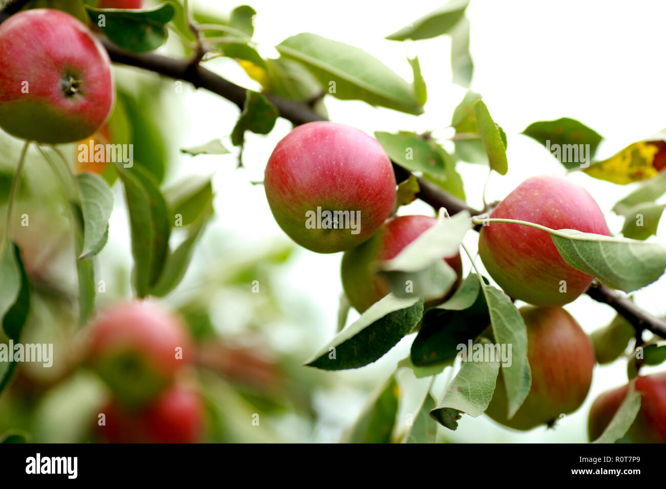 Red apples on apple tree branch Stock Photo - Alamy