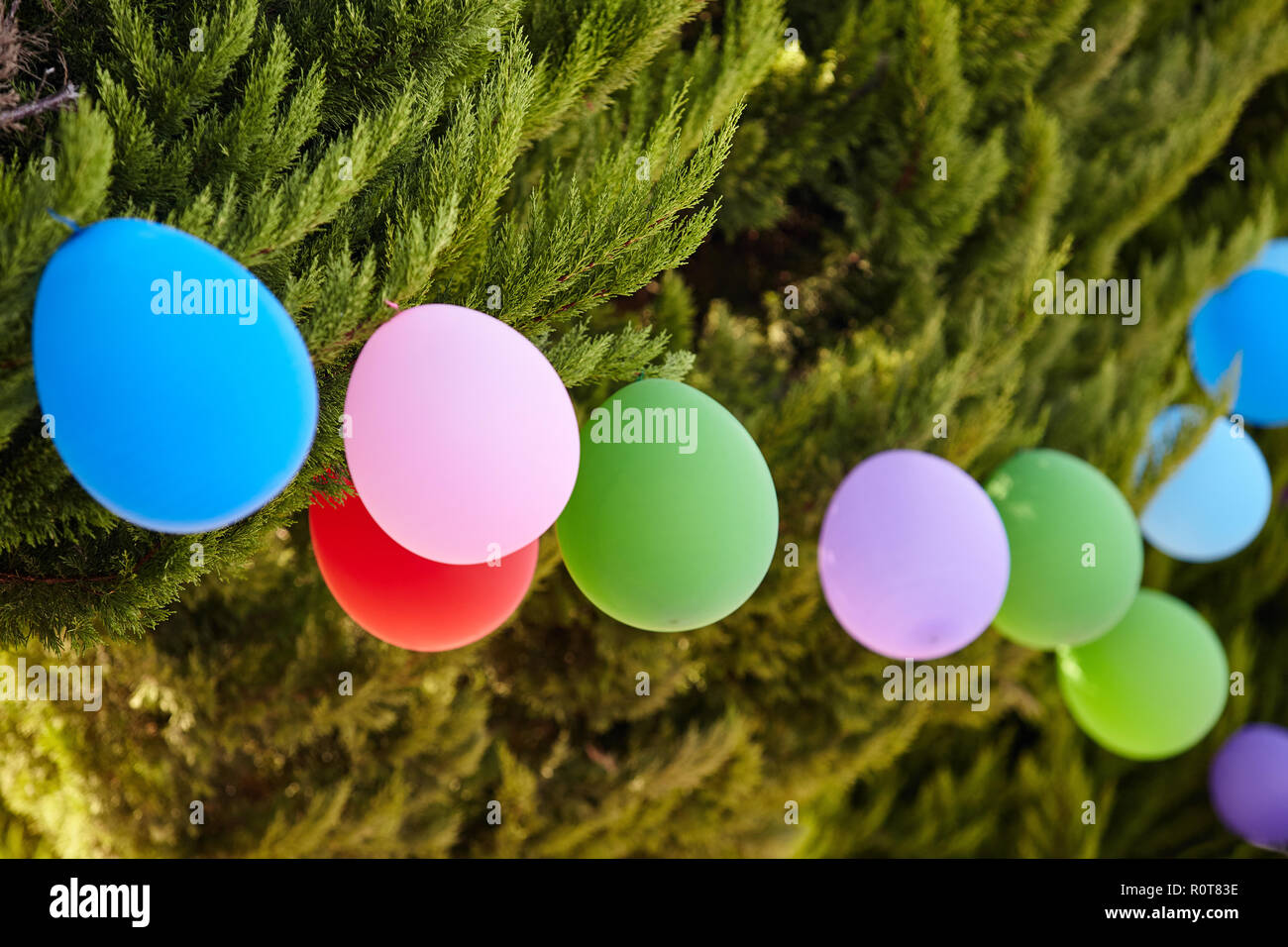 Ballons with several color in trees.Party decoration Stock Photo - Alamy