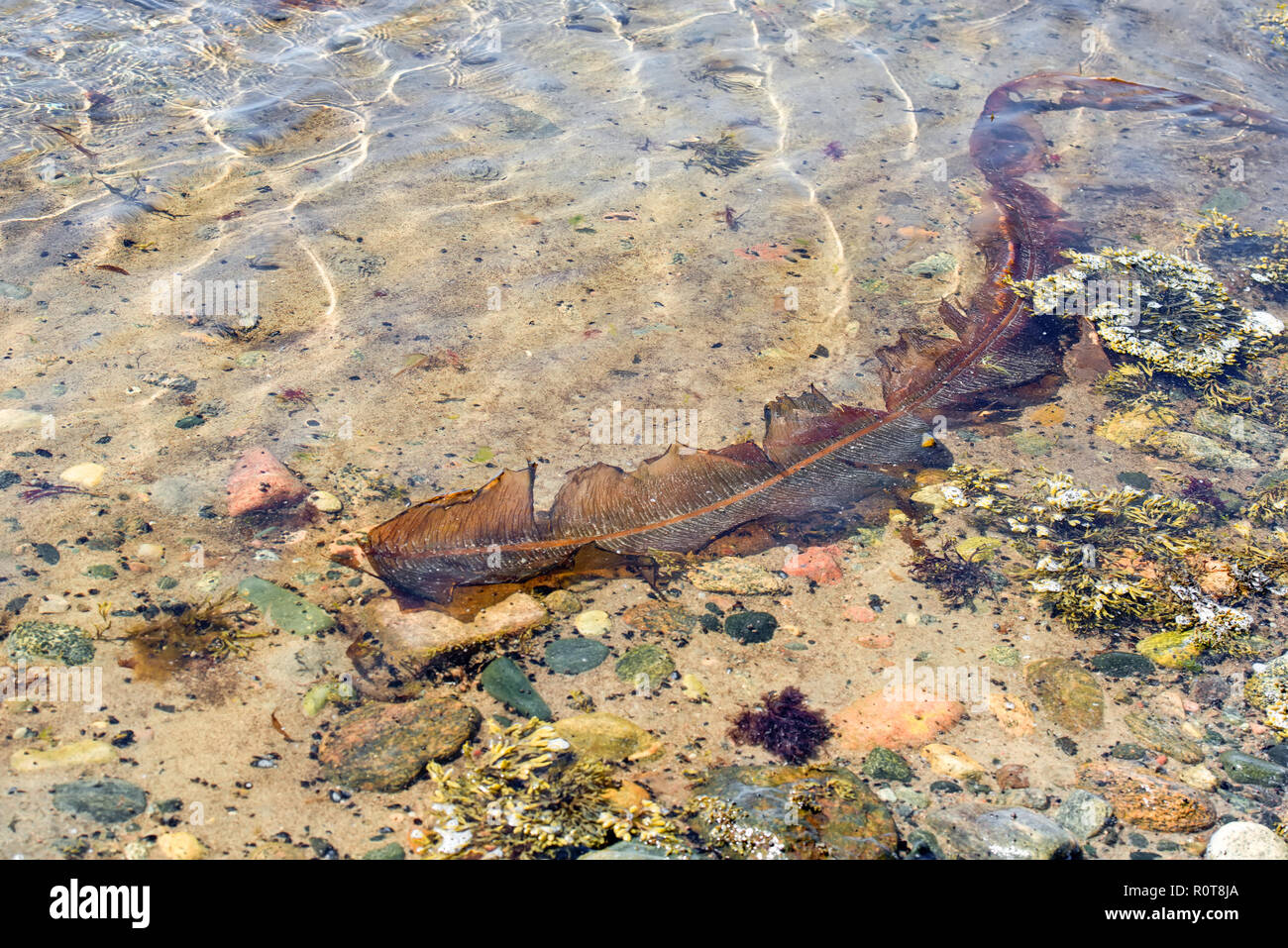 Sea kale (sugary kelp, Laminaria saccharina) floats in the water of the ...