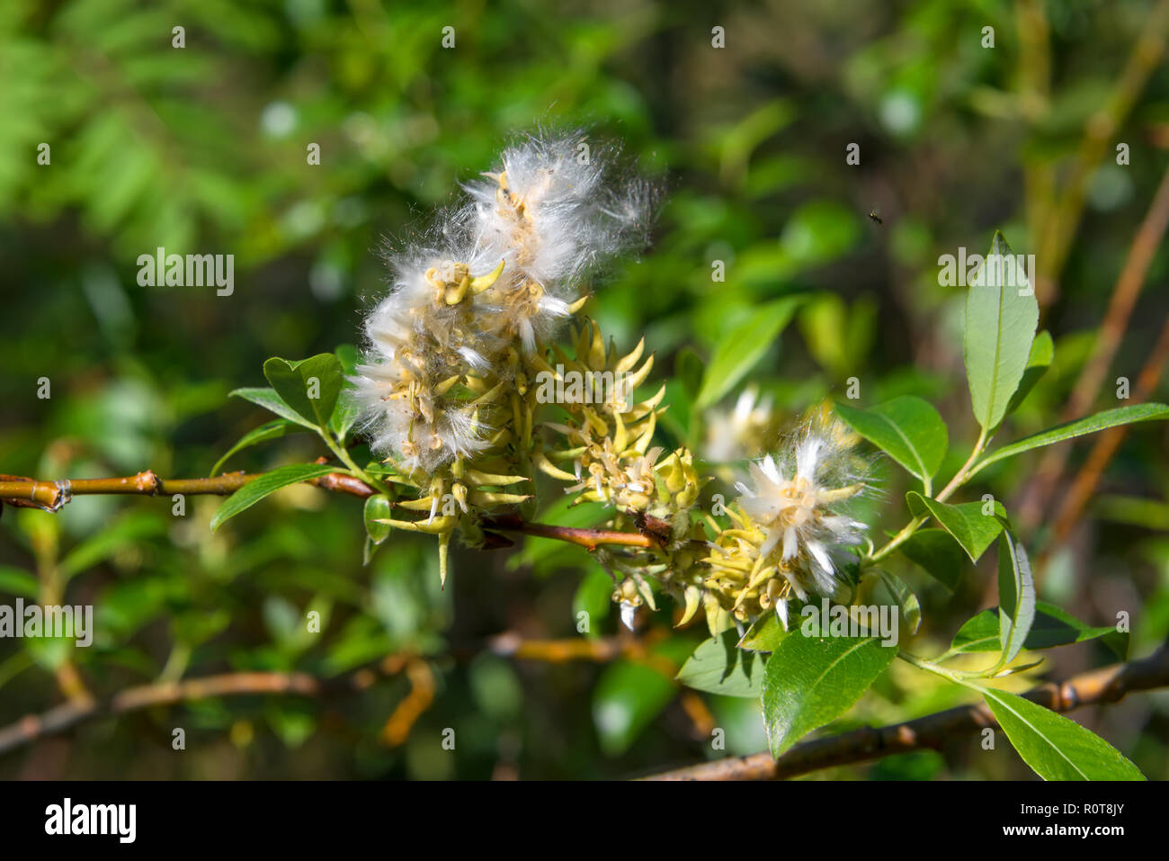 Willow fluff hi-res stock photography and images - Alamy
