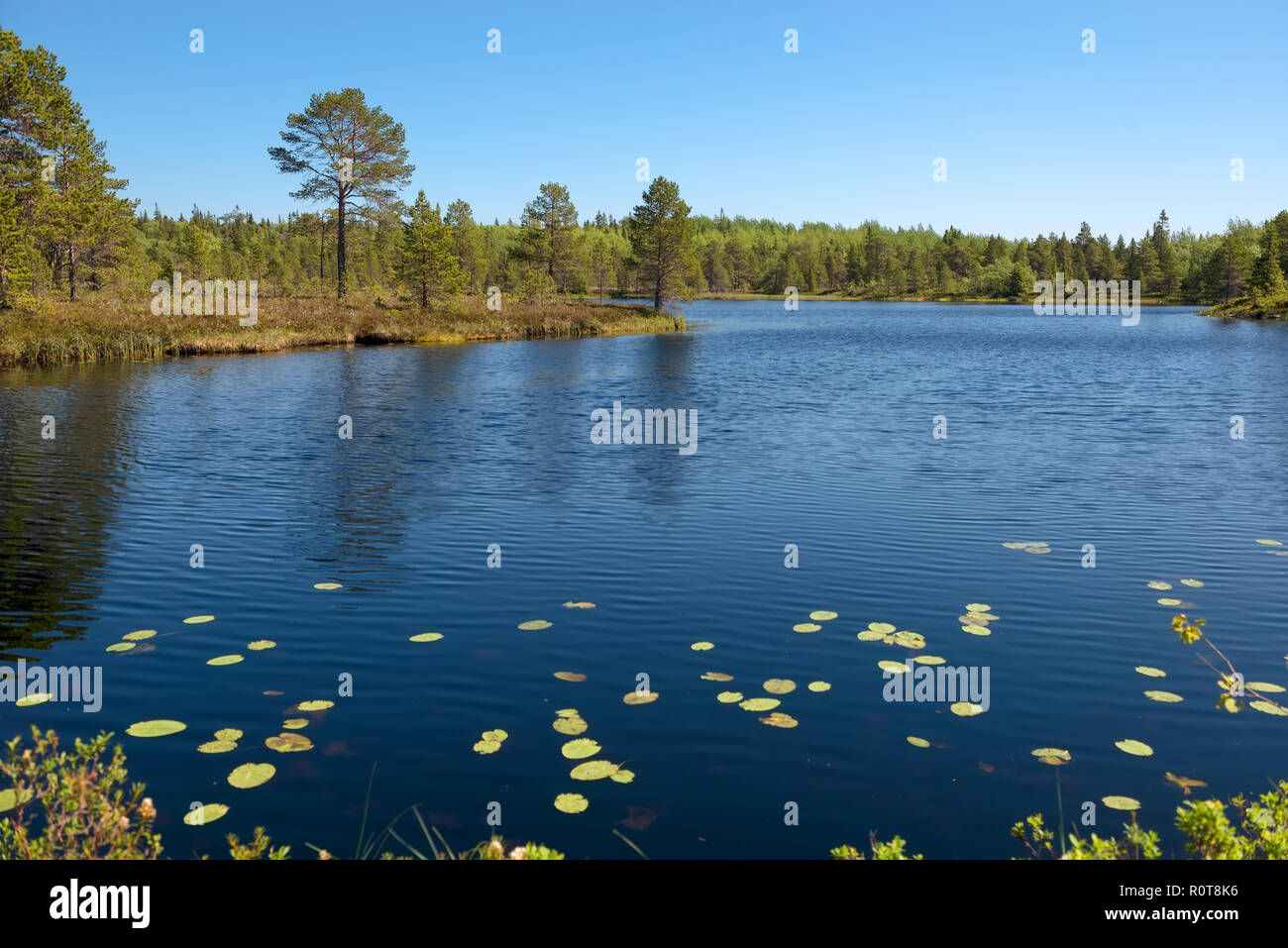 Forest lake and vegetation on Anzersky Island, Arkhangelsk Region ...