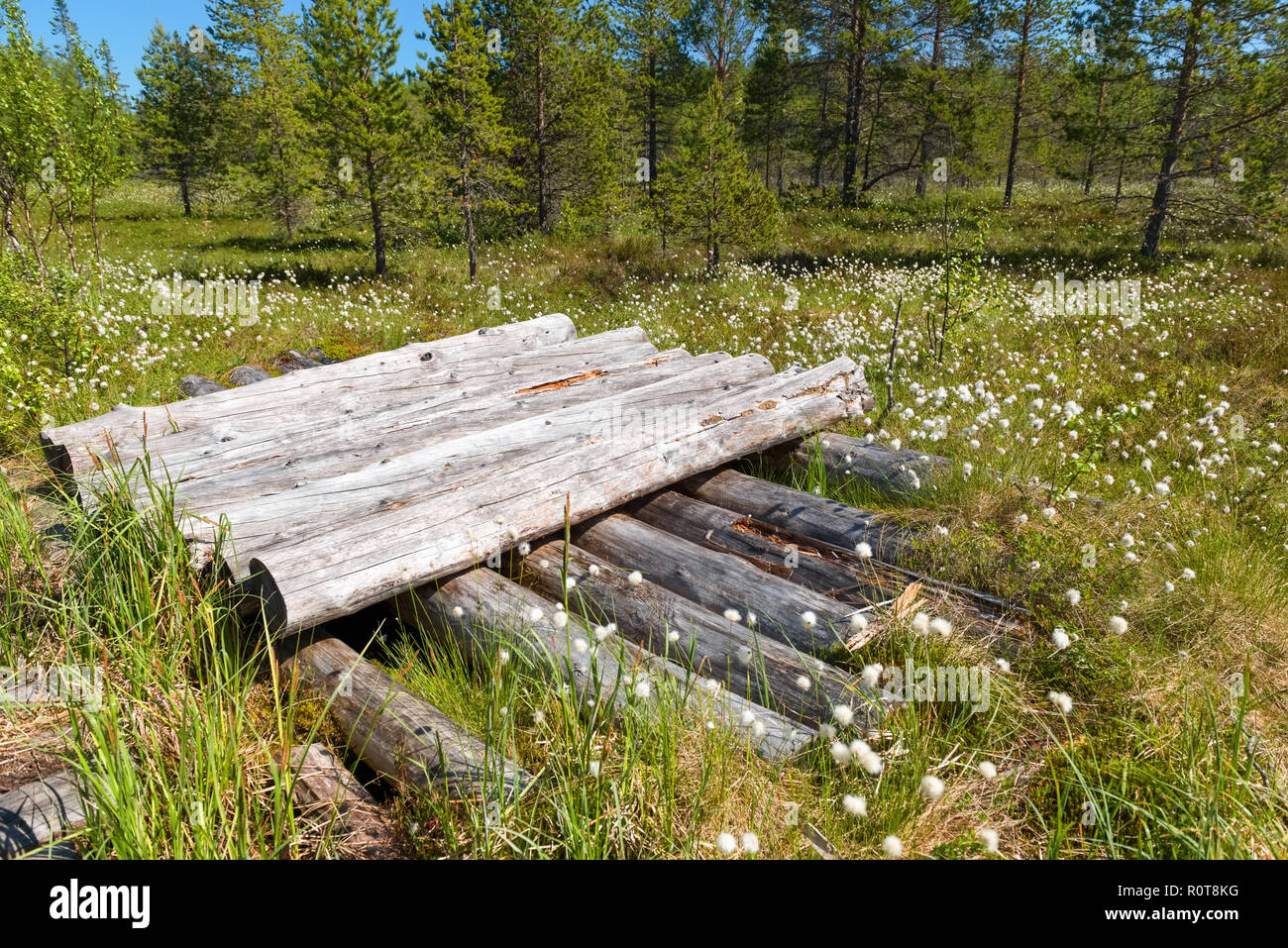 The logs are piled on a forest swamp on Anzersky Island, Arkhangelsk ...