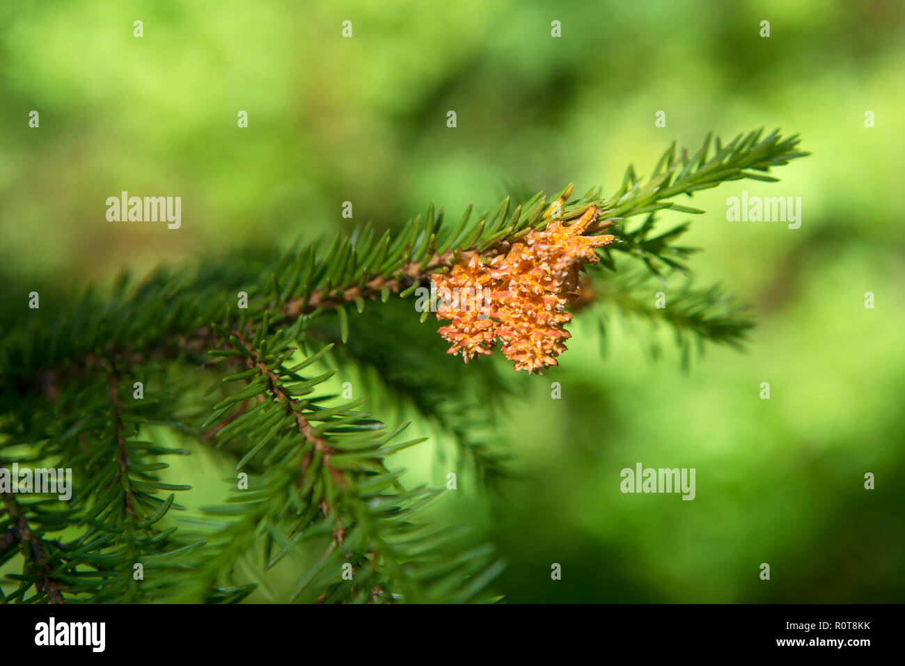 Conifers cone flower hi-res stock photography and images - Alamy
