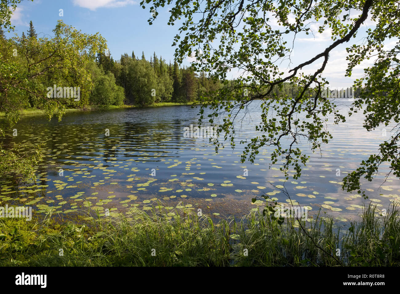 Forest lake and vegetation on Anzersky Island, Arkhangelsk Region ...