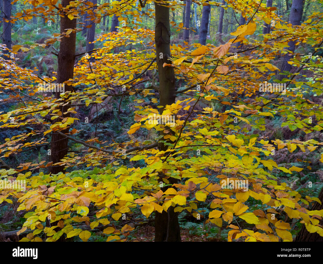 Beech Fagus sylvatica Autumn Leaves Stock Photo - Alamy