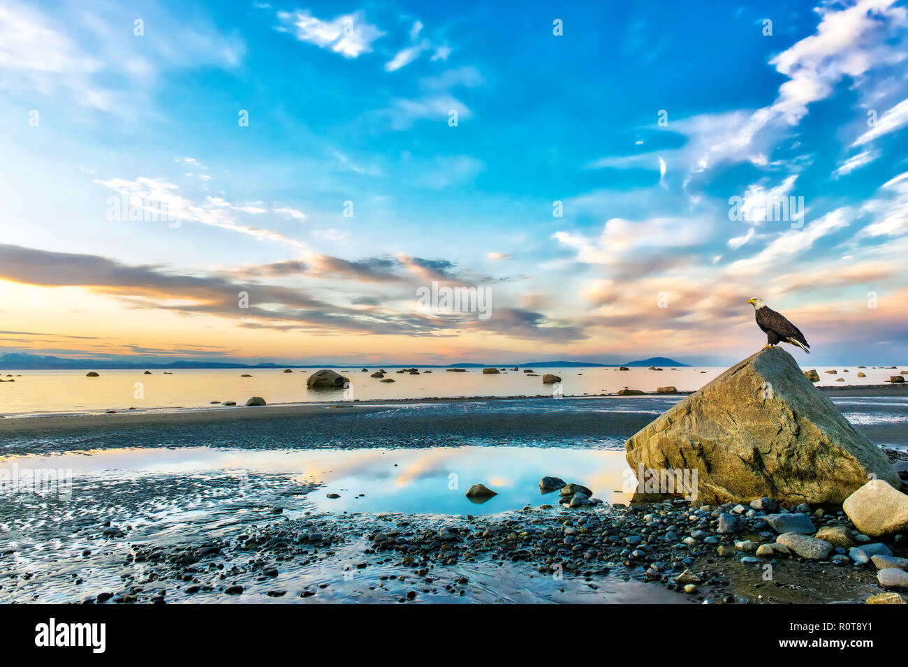 Bald Eagle perched on a rock on the Cook Inlet in Alaska watching a ...