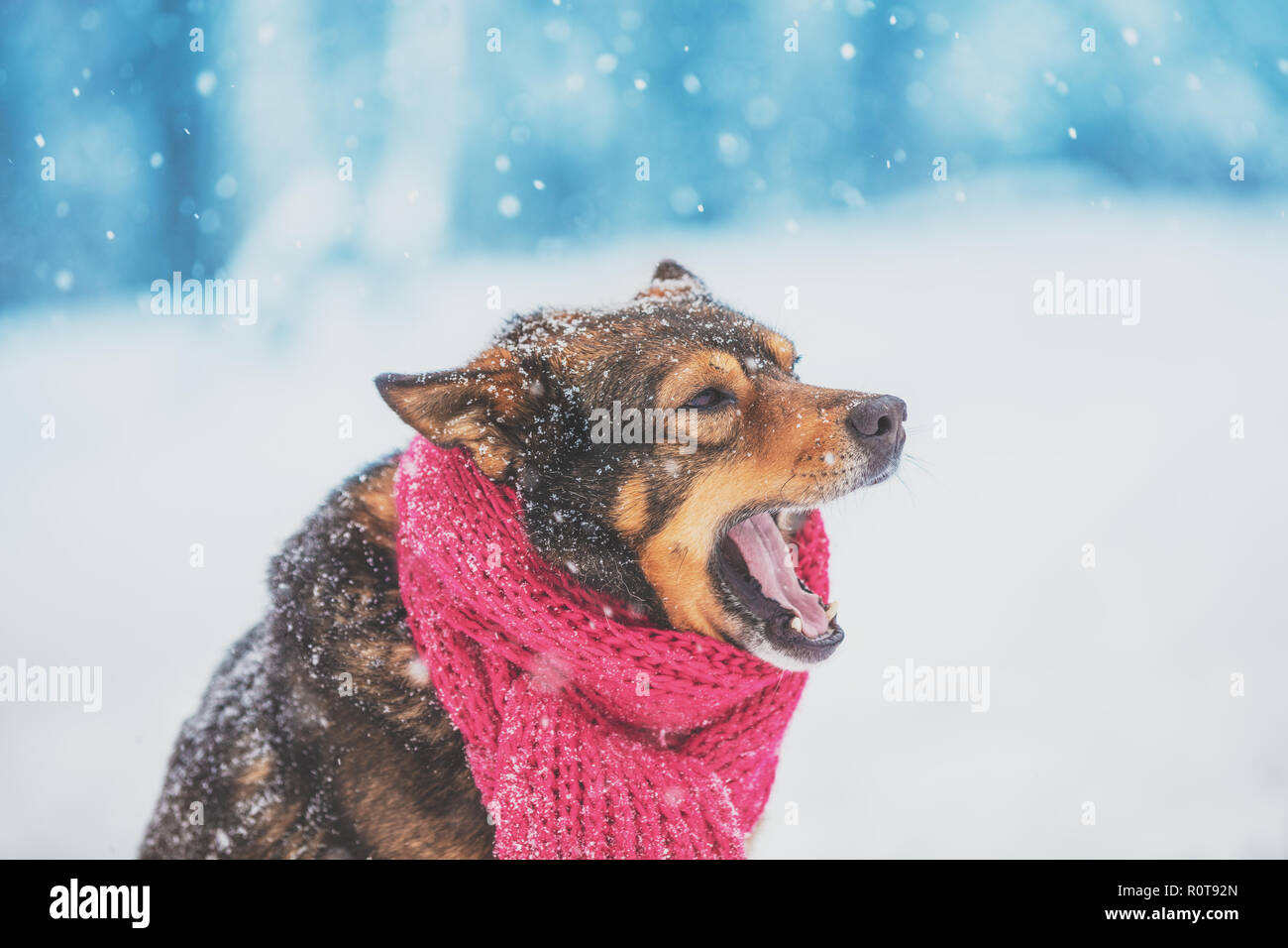 Portrait of a dog with the knitted scarf tied around the neck Stock ...