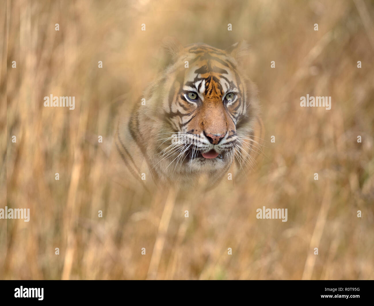 Sunda tiger hi-res stock photography and images - Alamy