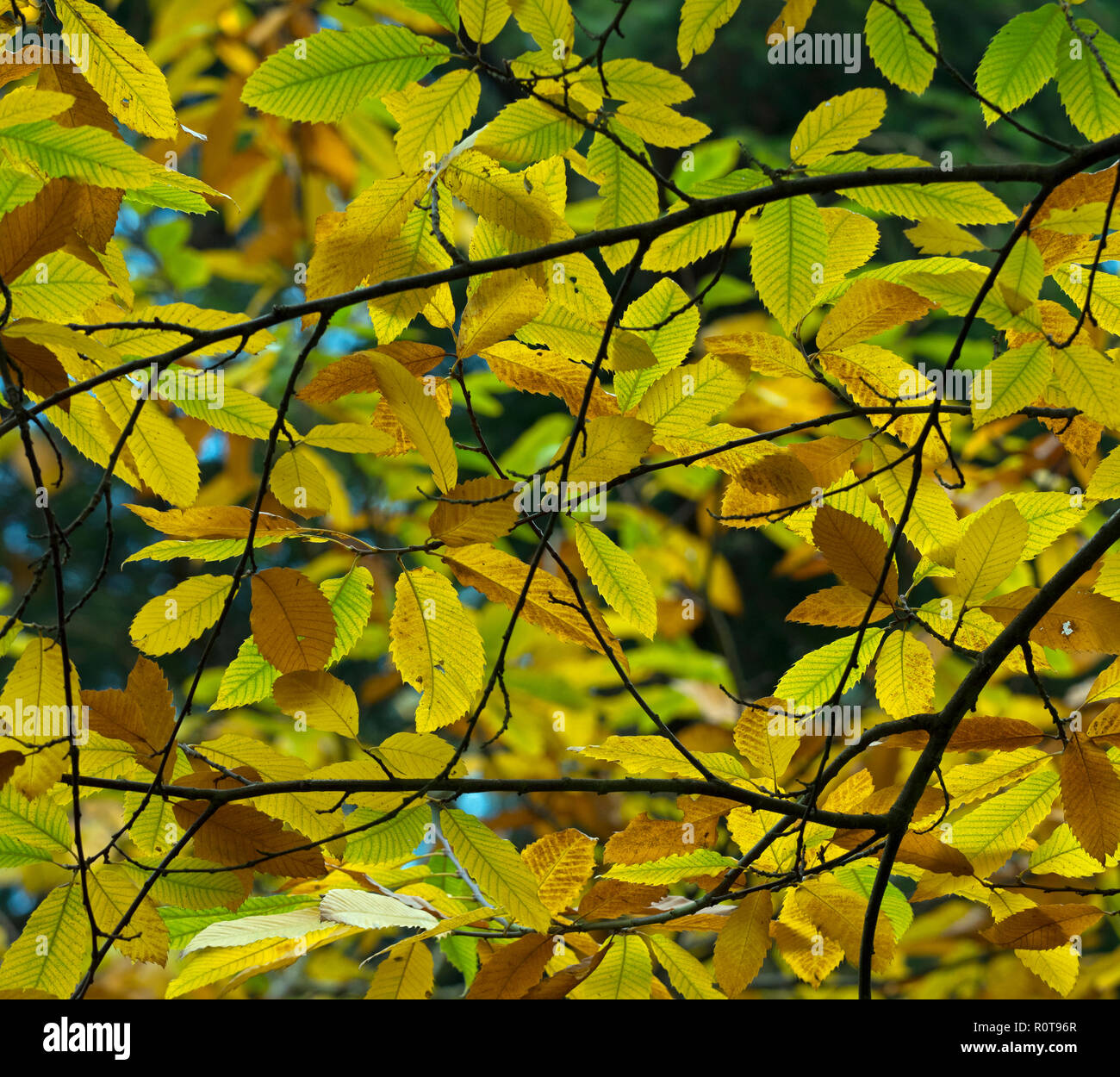 Golden fall leaves on sweet chestnut hi-res stock photography and ...