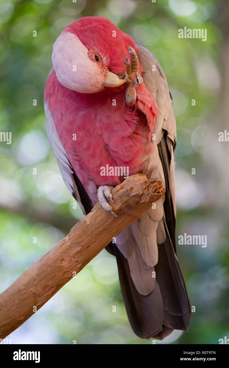 Galah Bird