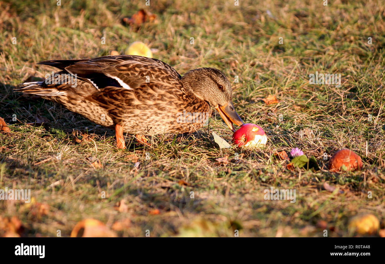 Dead vegetation hi-res stock photography and images - Alamy