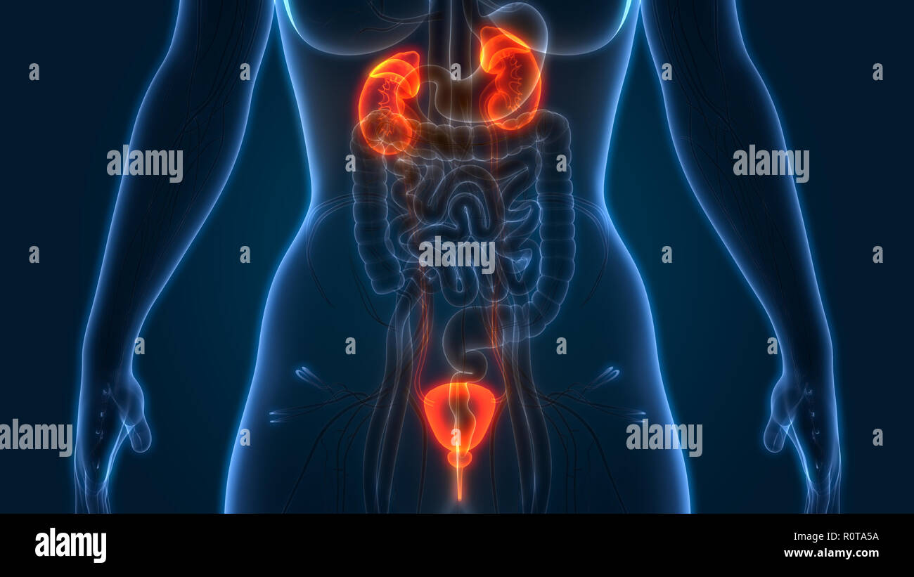 Bladder Head High Resolution Stock Photography and Images - Alamy